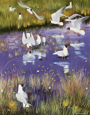 WILDLIFE – Douglas Anderson