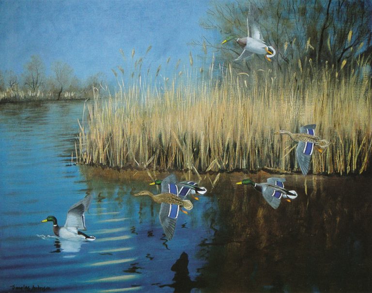 WILDLIFE – Douglas Anderson